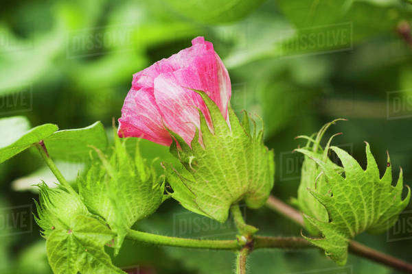 Cotton bloom in pink bloom stage; England, Arkansas, United States of ...