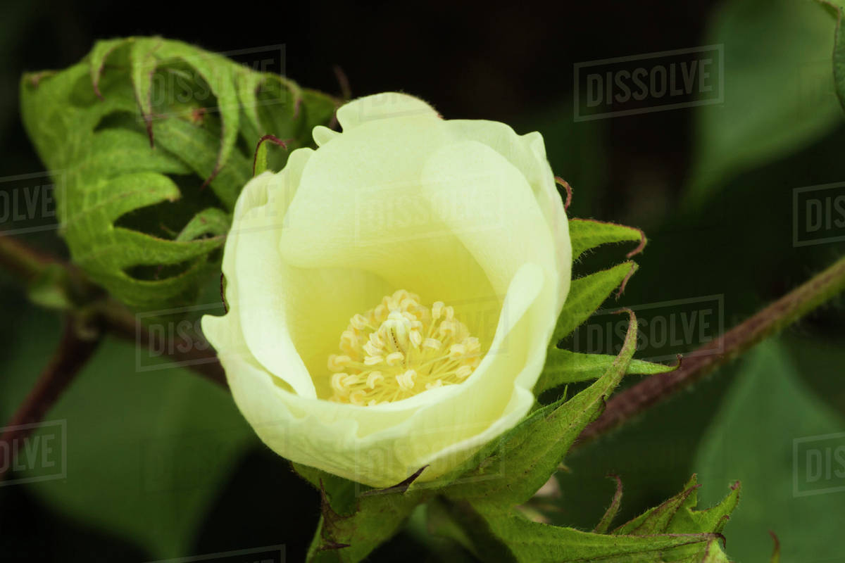 Cotton, white bloom stage; England, Arkansas, United States of America ...
