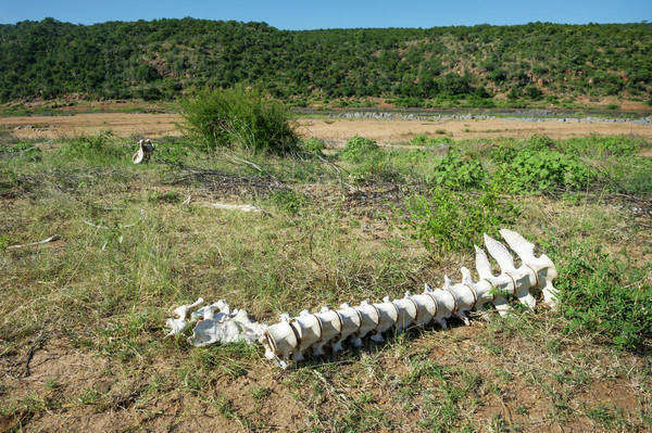 Hippo remains (Hippopotamus amphibius), Kruger National Park; South ...