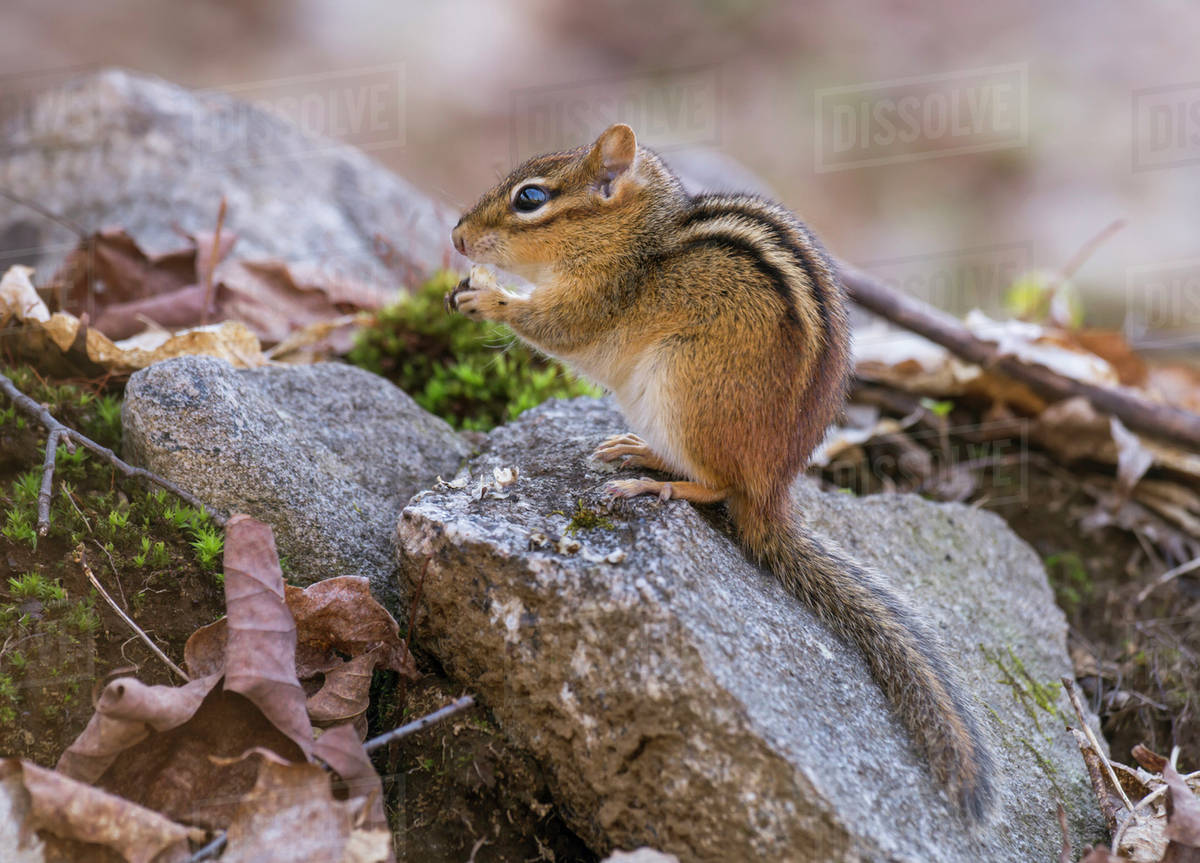 Chipmunk feeding in a forest; Ontario, Canada - Royalty-free Stock ...
