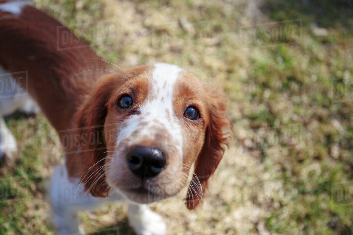 Welsh Springer Spaniel puppy; Toronto, Ontario, Canada - Royalty-free ...