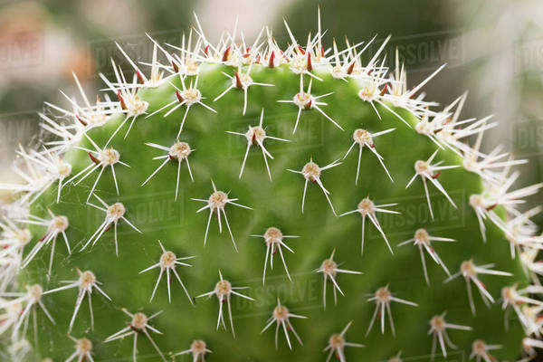 Close up of spines on a cactus leaf; Calgary, Alberta, Canada - Royalty ...