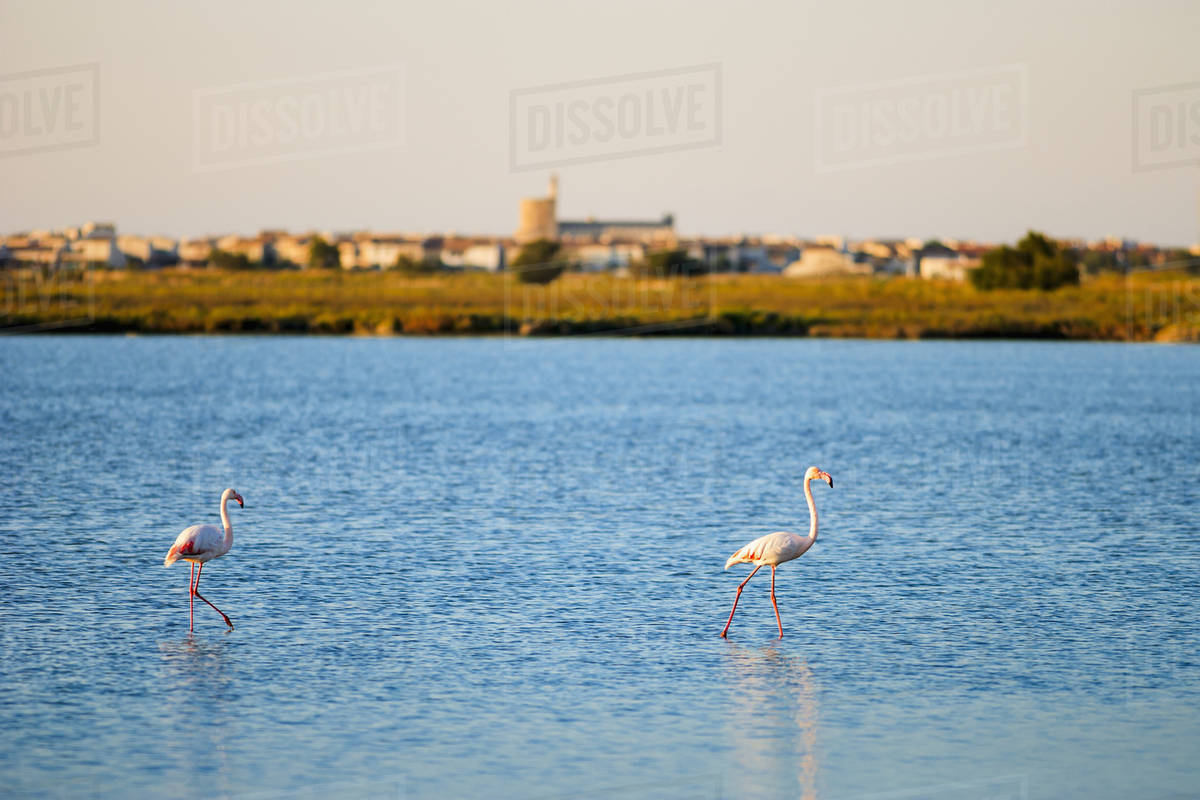 Flamingos, Regional Nature Park of the Camargue; Camargue, Provence ...