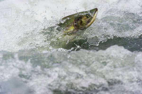 Pink Salmon (Oncorhynchus gorbuscha) jumping upstream; Valdez, Alaska ...