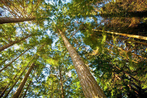 Low angle view of tall trees and a blue sky; Mayne Island, British ...