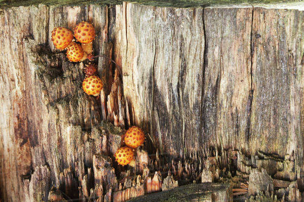 Mushrooms growing on a dead tree stump, near Marquette; Michigan ...
