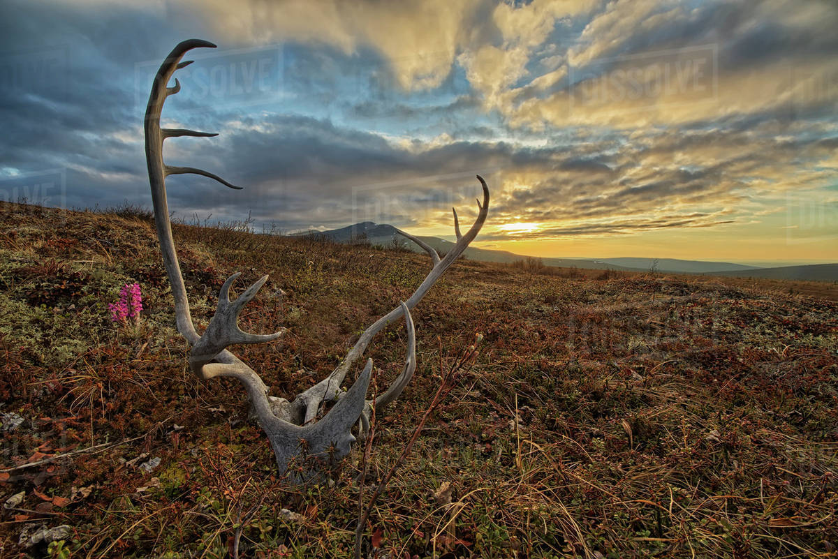 A caribou antler lies in silence on the flanks of Crow Mountain; Old ...