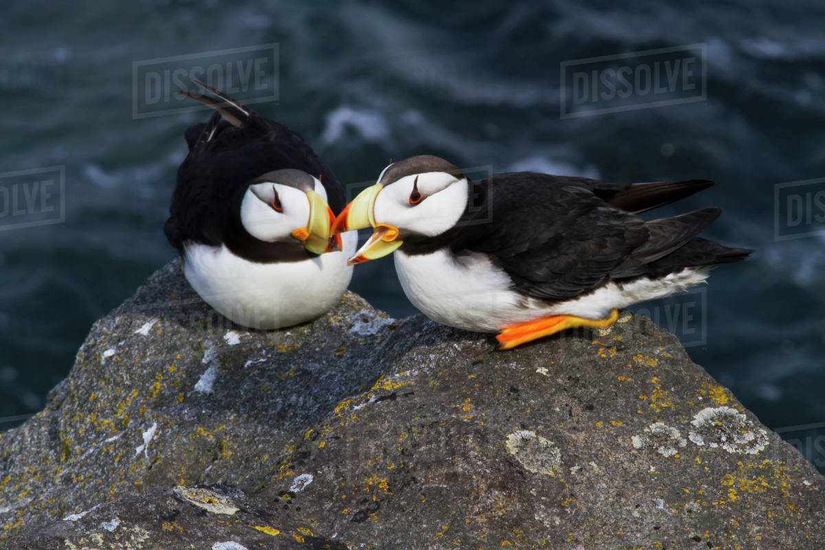 Pair of Horned Puffins (Fratercula corniculata) perched on a lichen ...