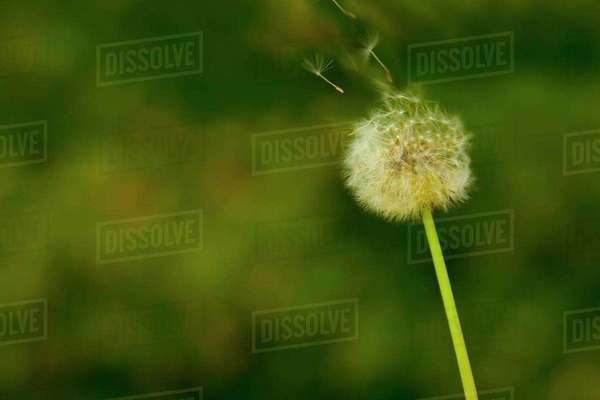 Dandelion Fluff - Stock Photo - Dissolve