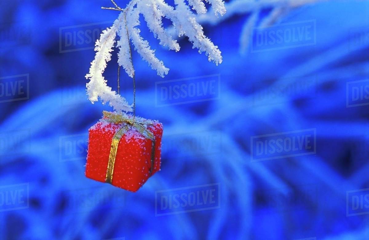 Gift Hanging From A Branch - Royalty-free Stock Photo | Dissolve