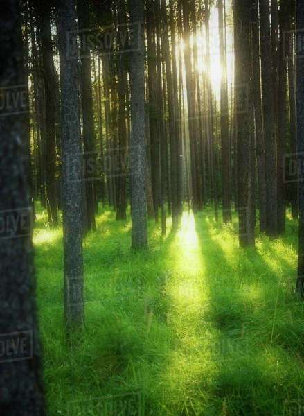 A Beautiful Wooded Area - Royalty-free Stock Photo | Dissolve