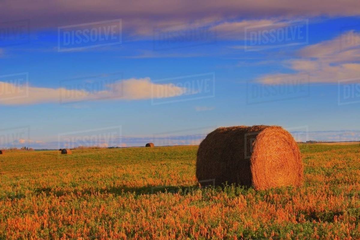 Hay Bales In Field - Royalty-free Stock Photo | Dissolve
