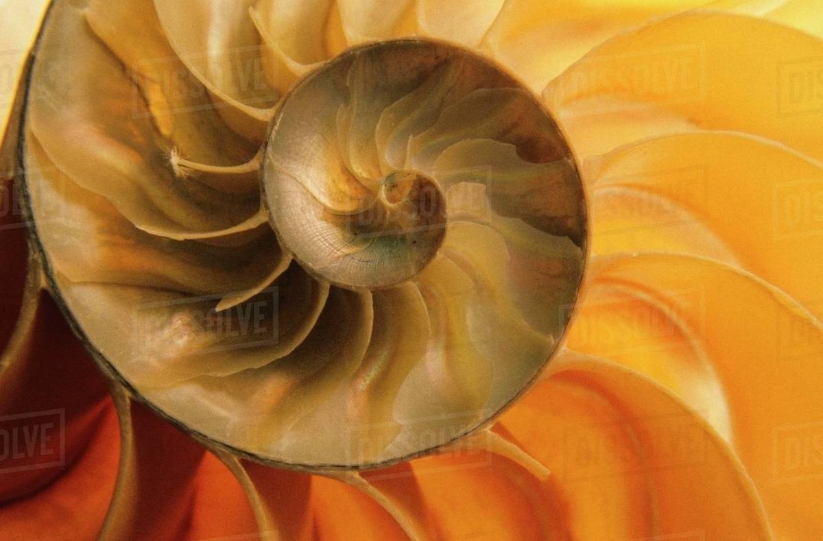 Inside Of Nautilus Shell - Royalty-free Stock Photo | Dissolve