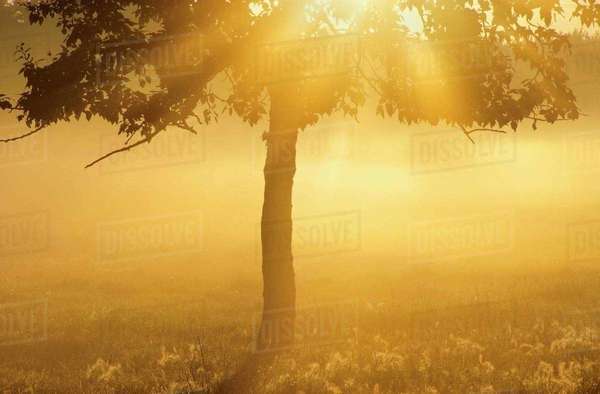 Sun Shining Through Trees - Stock Photo - Dissolve