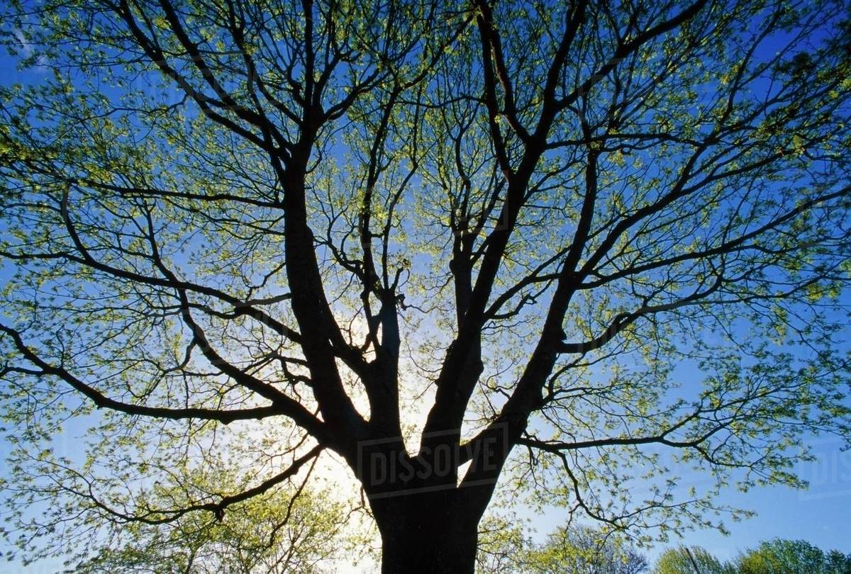 Maple Tree In Spring - Stock Photo - Dissolve