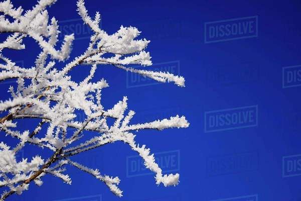 Ice Crystals On Tree Branches - Royalty-free Stock Photo | Dissolve