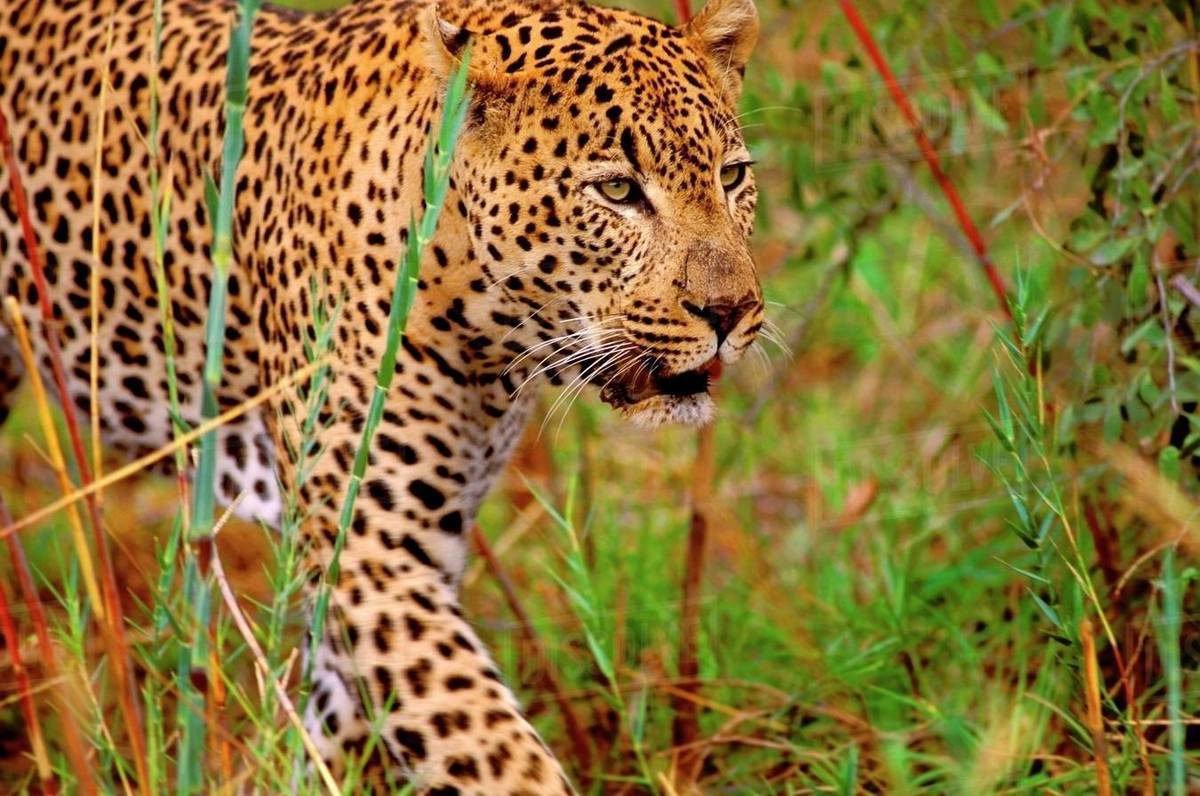 Male Leopard - Royalty-free Stock Photo | Dissolve