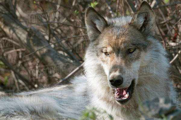 Portrait Of A Yearling Wolf From Grant Creek Pack With Mouth Open While ...