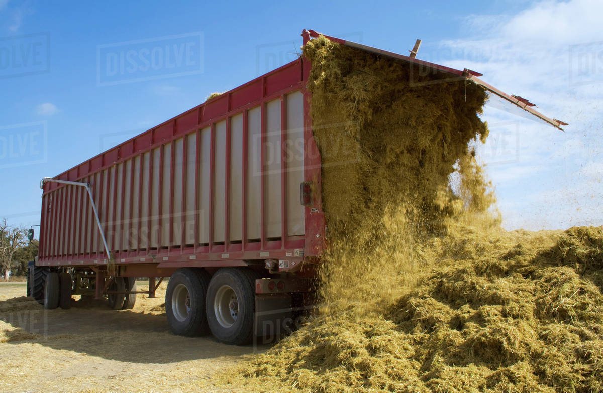 Agriculture - Harvested rice straw, a biomass crop to be used as a ...