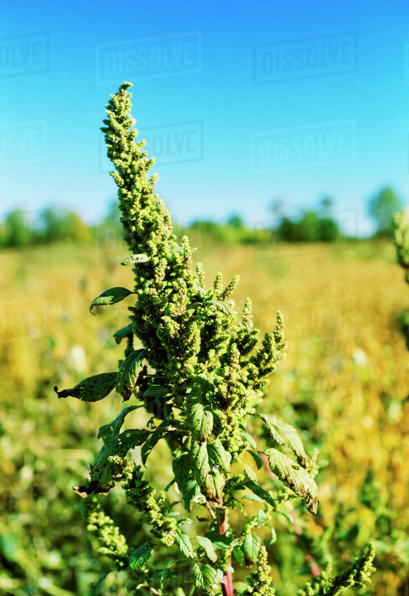 Agriculture - Weeds, mature Pigweed (Amaranthus sp.) seedhead ...