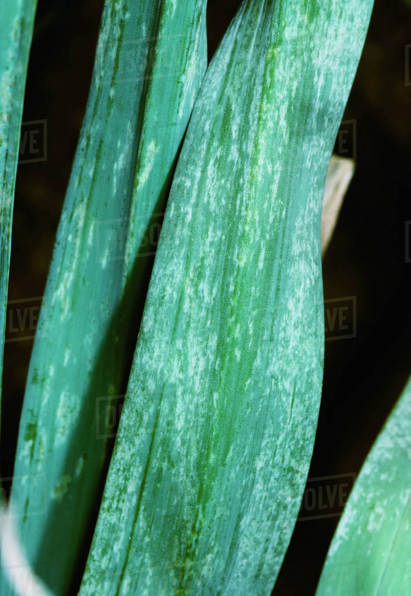 Agriculture - Insects and Crop Damage, Onion Thrips (Thrips tabaci) and ...