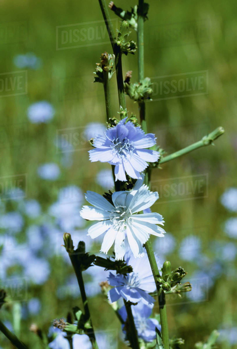 Agriculture - Weeds, Chicory (Cichorium intybus) aka. Blue Daisy, Blue ...
