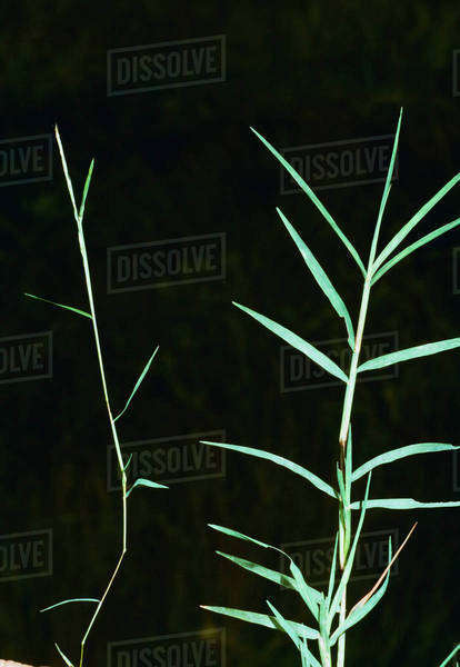 Agriculture - Weeds, Nimblewill (Muhlenbergia schreberi) aka. Drop-seed ...