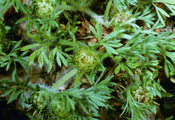 Agriculture - Weeds, Horseweed (Conyza canadensis) aka. Butterweed ...
