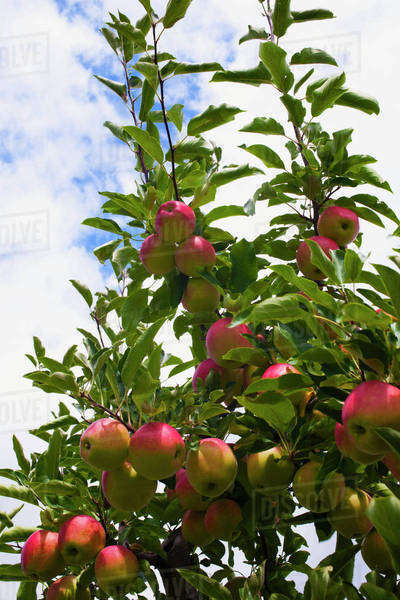 Apples growing on a tree; Rougemont, Quebec, Canada - Royalty-free ...
