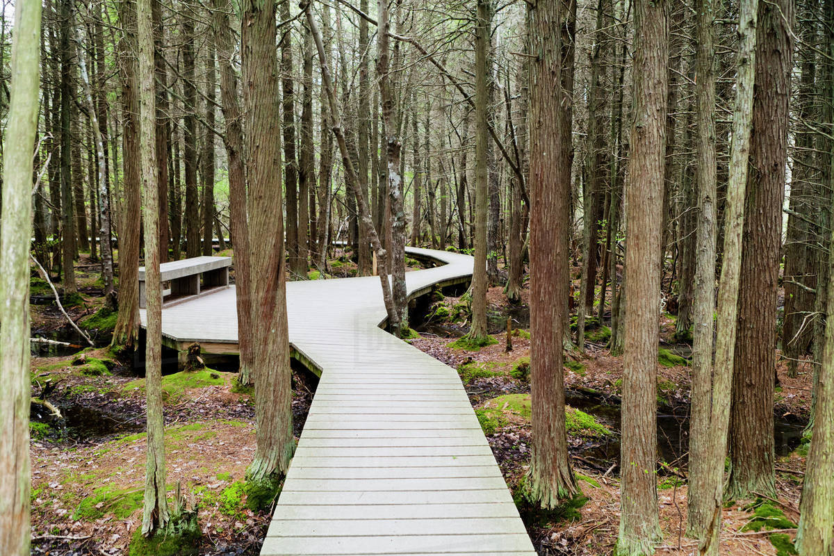 A wooden boardwalk through a forest; Massachusetts, United States of ...