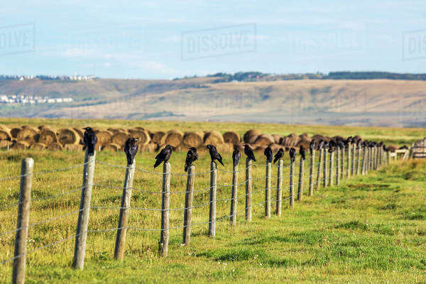 Crows in a row on top of wooden fence posts with hay bales, rolling ...