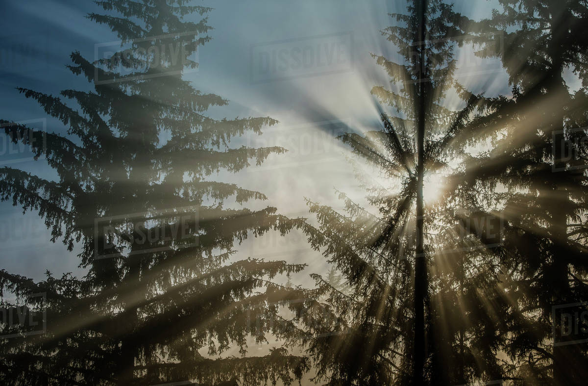 Sun rays break through fog and mist over the Tongass National Forest ...