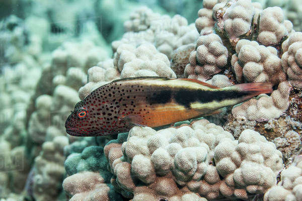 Freckled Hawkfish (Paracirrhites forsteri) perched on nodule coral ...