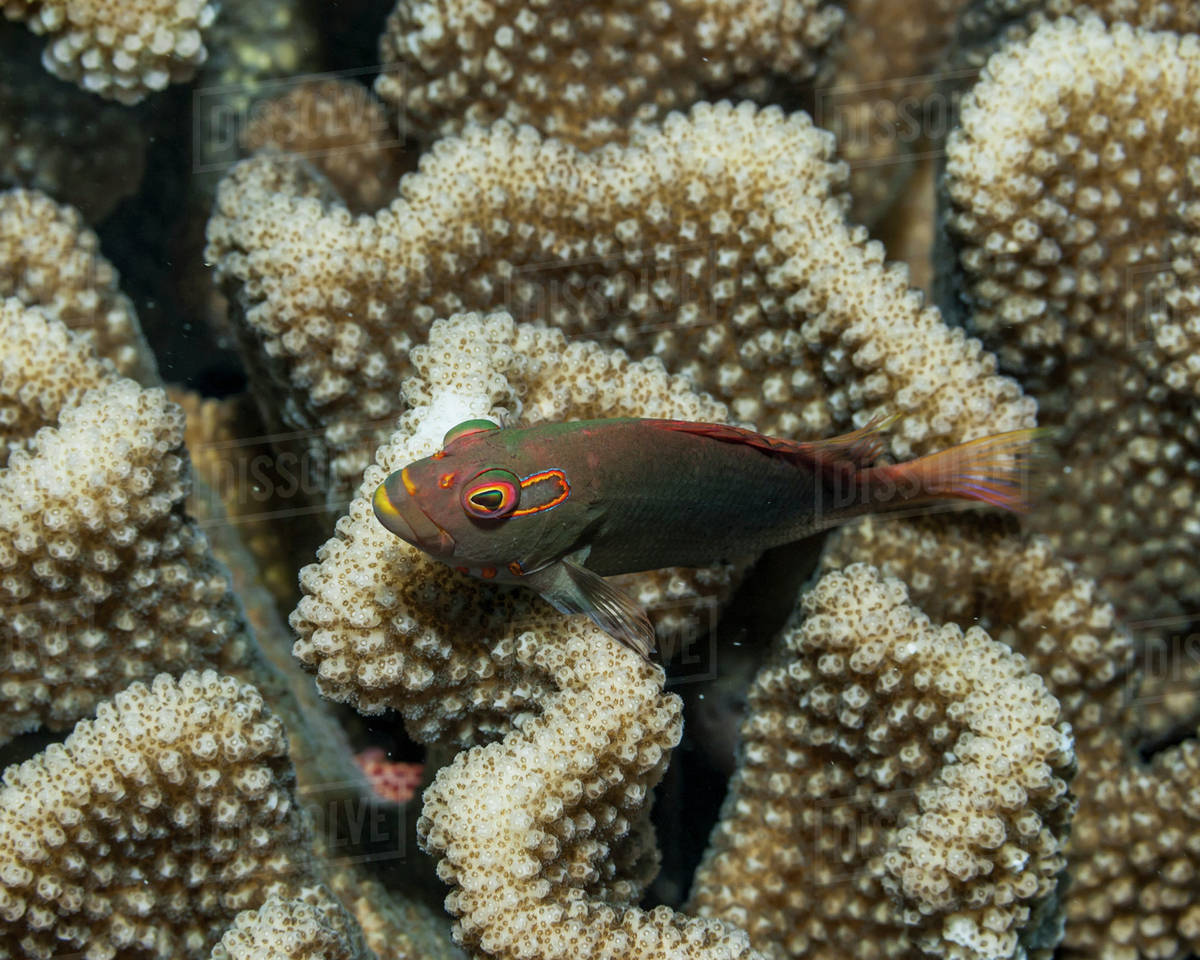 Arc-eye Hawkfish (Paracirrhites arcatus) resting on antler coral; Kona ...
