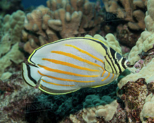 Ornate Butterflyfish (Chaetodon ornatissimus) next to coral head; Kona ...