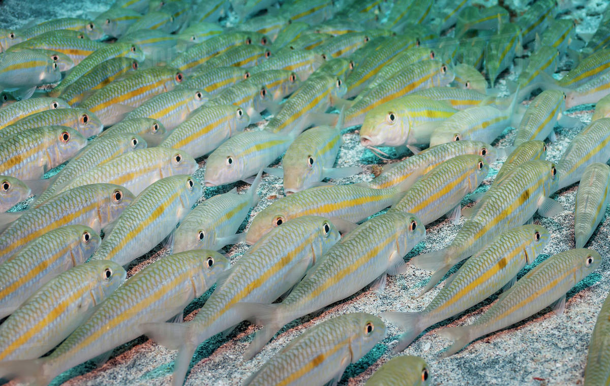 Yellowstripe Goatfish (Mulloidichthys flavolineatus) school resting on ...