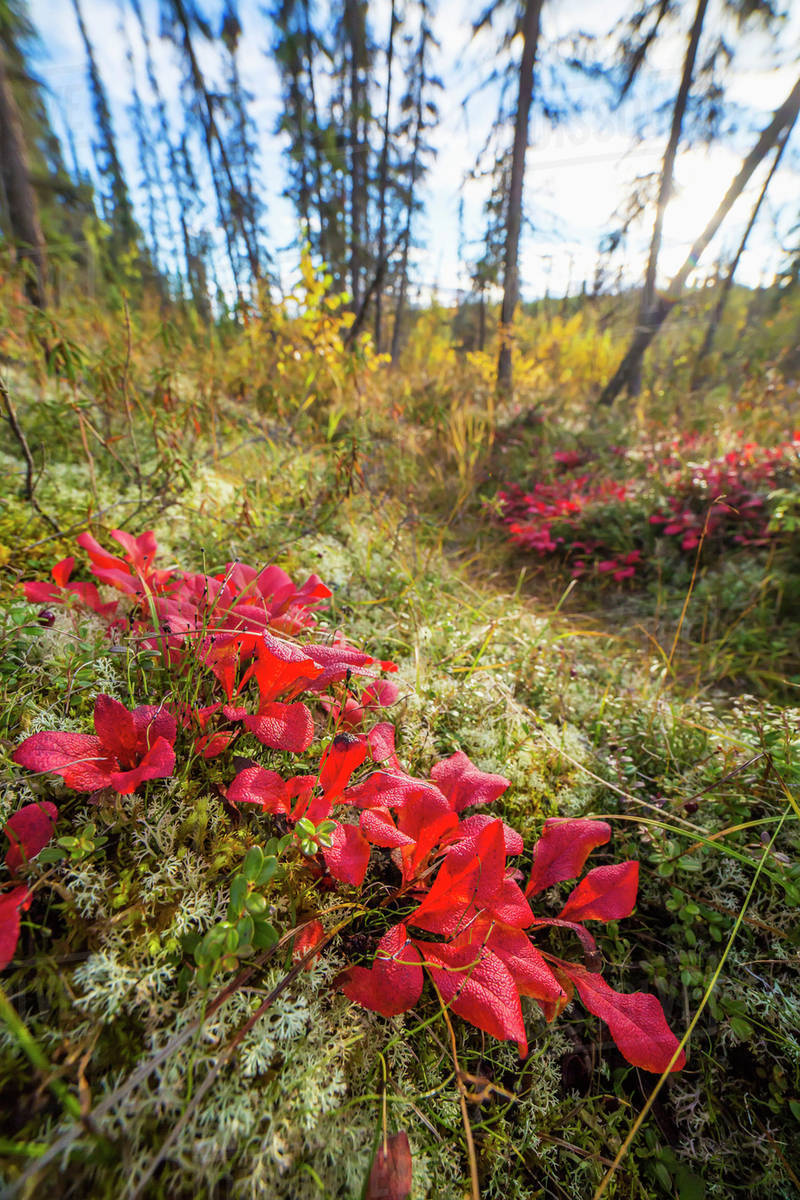 Close up of bright red Bearberry in the boreal forest near Fairbanks ...