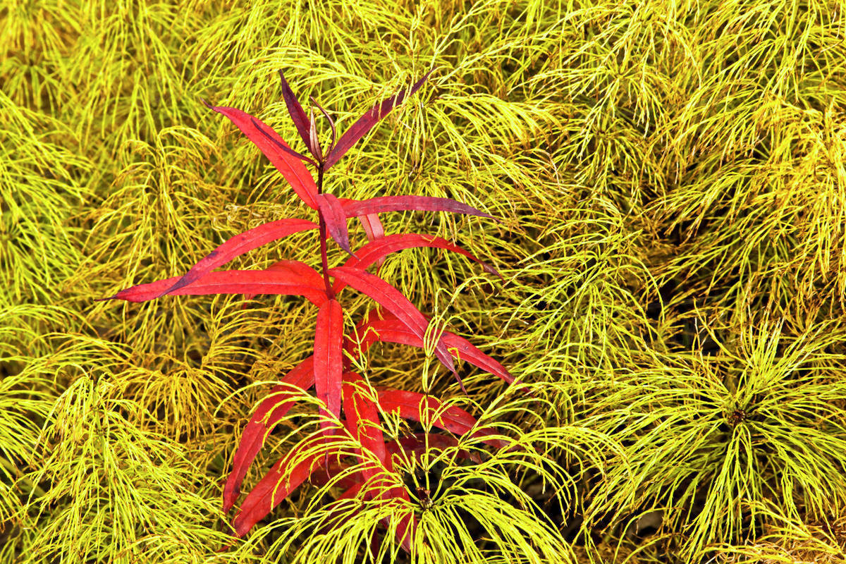Close up of bright red Fireweed foliage surrounded by yellow horsetails ...