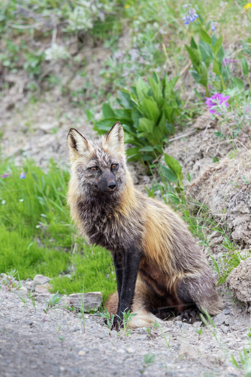 View of a Cross Fox hunting along the road in Thorofare Pass, Denali ...