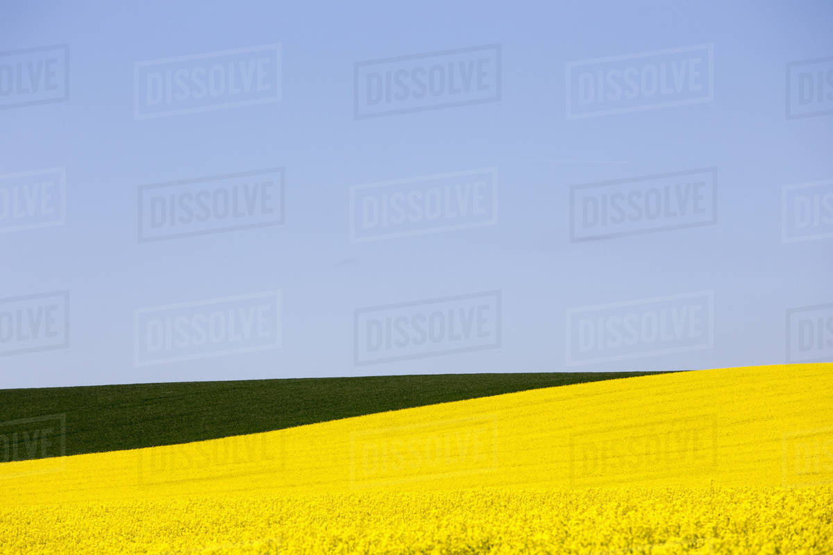 Yellow canola field beside a green field and a blue sky; Scottish ...