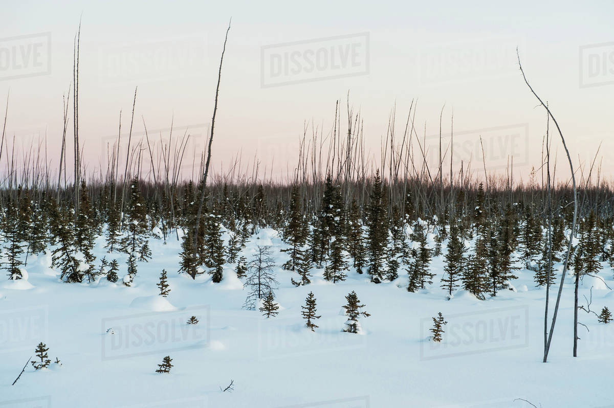 Canadian muskeg at sunrise; Fort Nelson, British Columbia, Canada ...