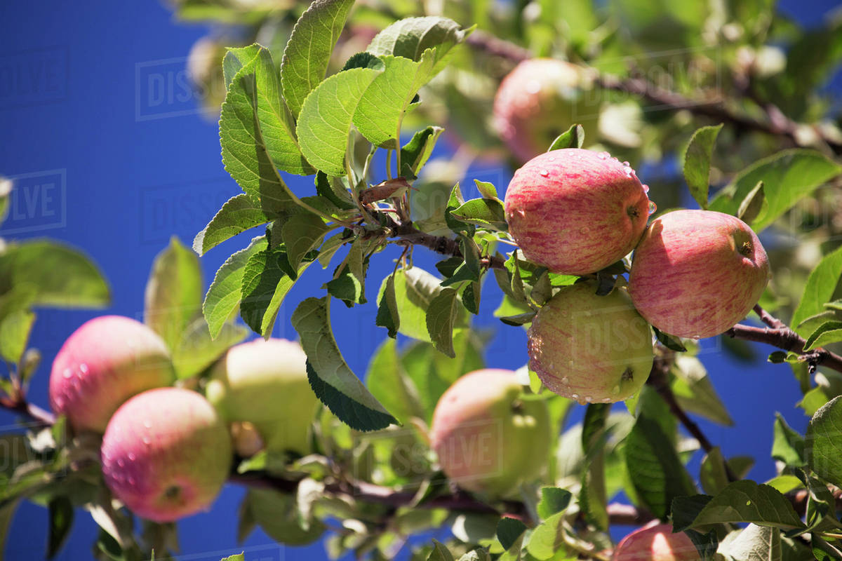 Apples growing on a tree against a deep blue sky; Calgary, Alberta ...