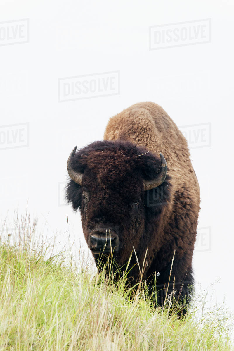 Bison, Wind Cave National Park; South Dakota, United States of America ...