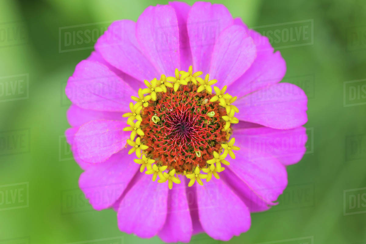 Close up of a pink flower, Japanese Anemone (Anemone hupehensis ...