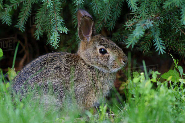 Cottontail Rabbit (Sylvilagus floridanus); Les Cedres, Quebec, Canada ...