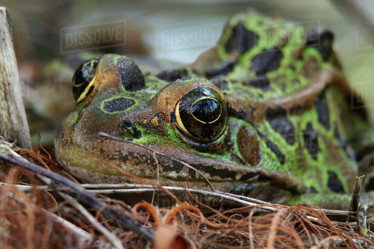 Leopard Frog (Rana pipiens); Les Cedres, Quebec, Canada - Royalty-free ...