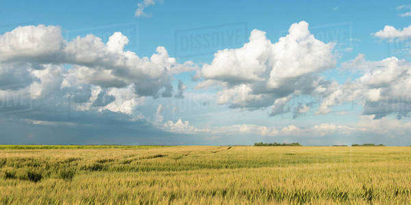 Flat farmland on the prairies; Lorette, Manitoba, Canada - Royalty-free ...