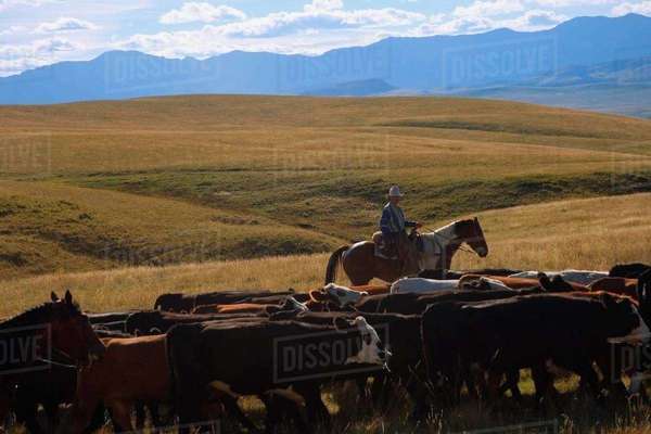 Rounding Up The Cattle - Royalty-free Stock Photo | Dissolve