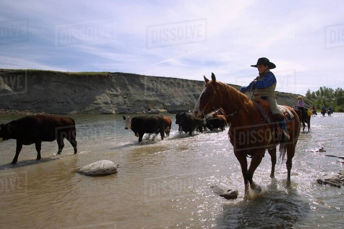 Rounding Up The Cattle - Royalty-free Stock Photo | Dissolve