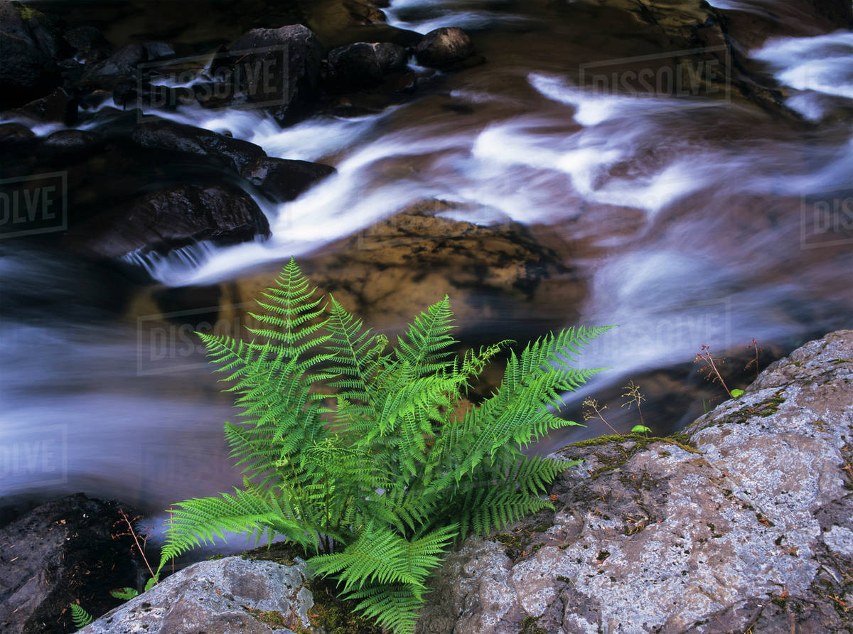 A fern grows beside a creek; Mapleton, Oregon, United States of America ...
